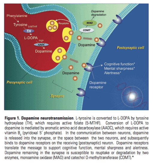 DopaPlus to Help Dopamine Production - Natural Supplement by Pure ...